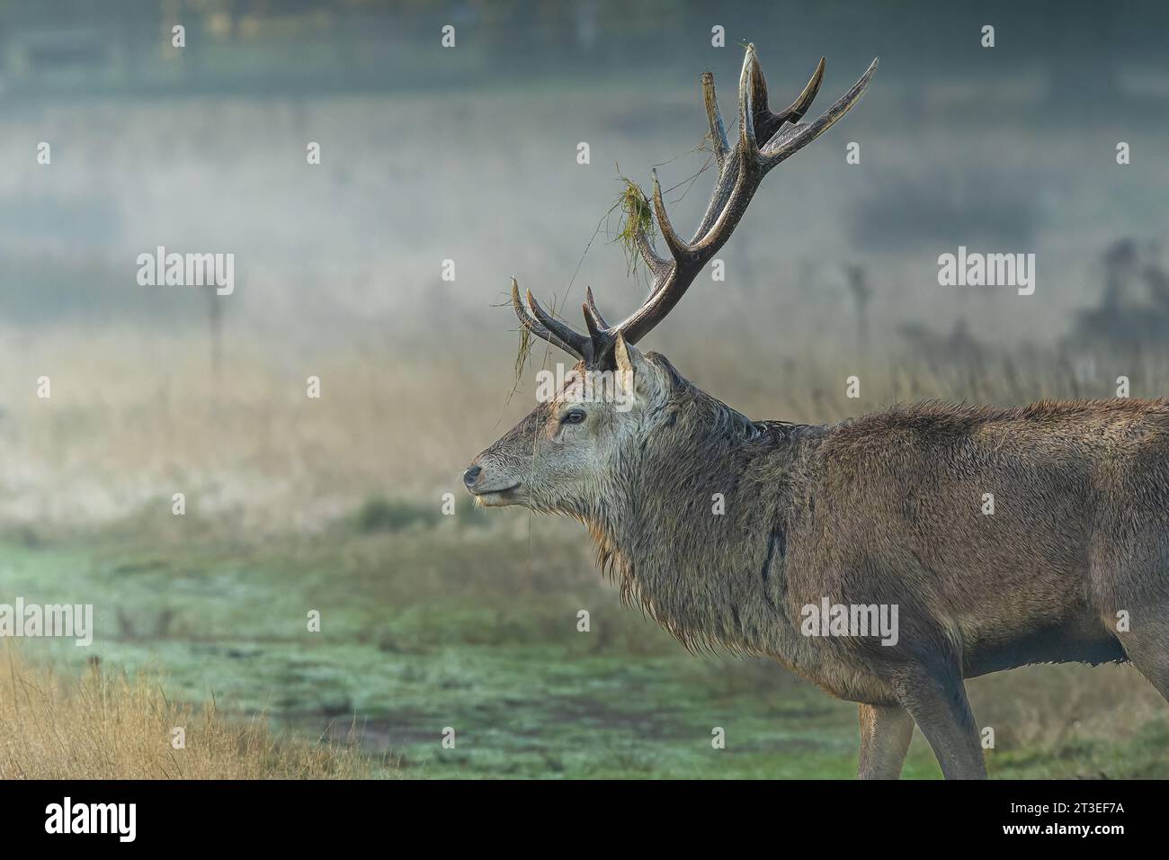 Red Deer Stag in the mist at Richmond during ruttingseason Stock Photo ...