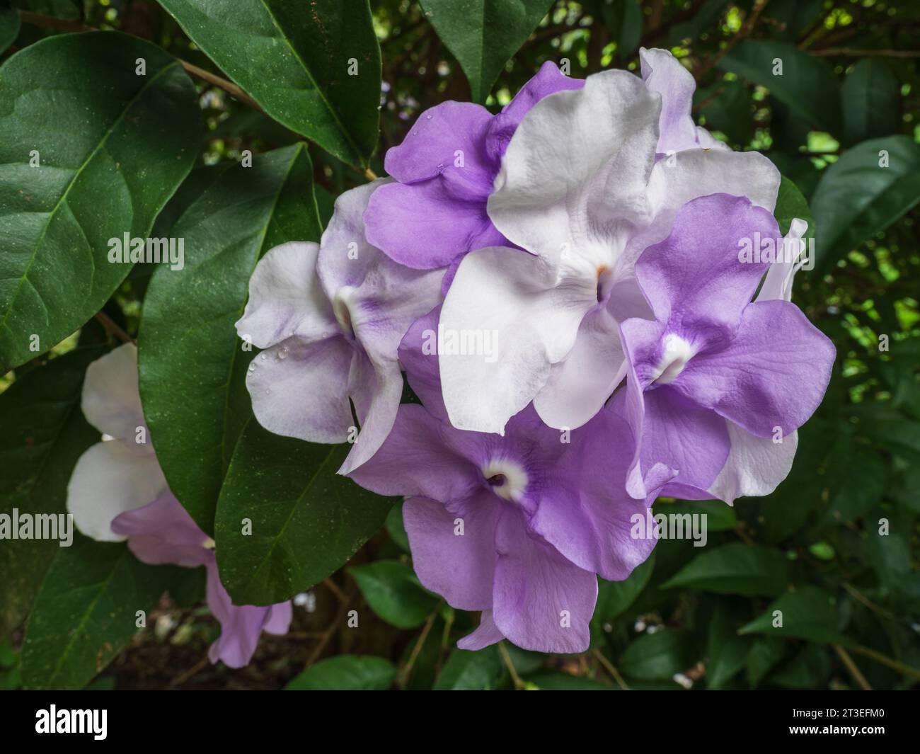 Closeup view of white and purple cluster of flowers of tropical shrub ...