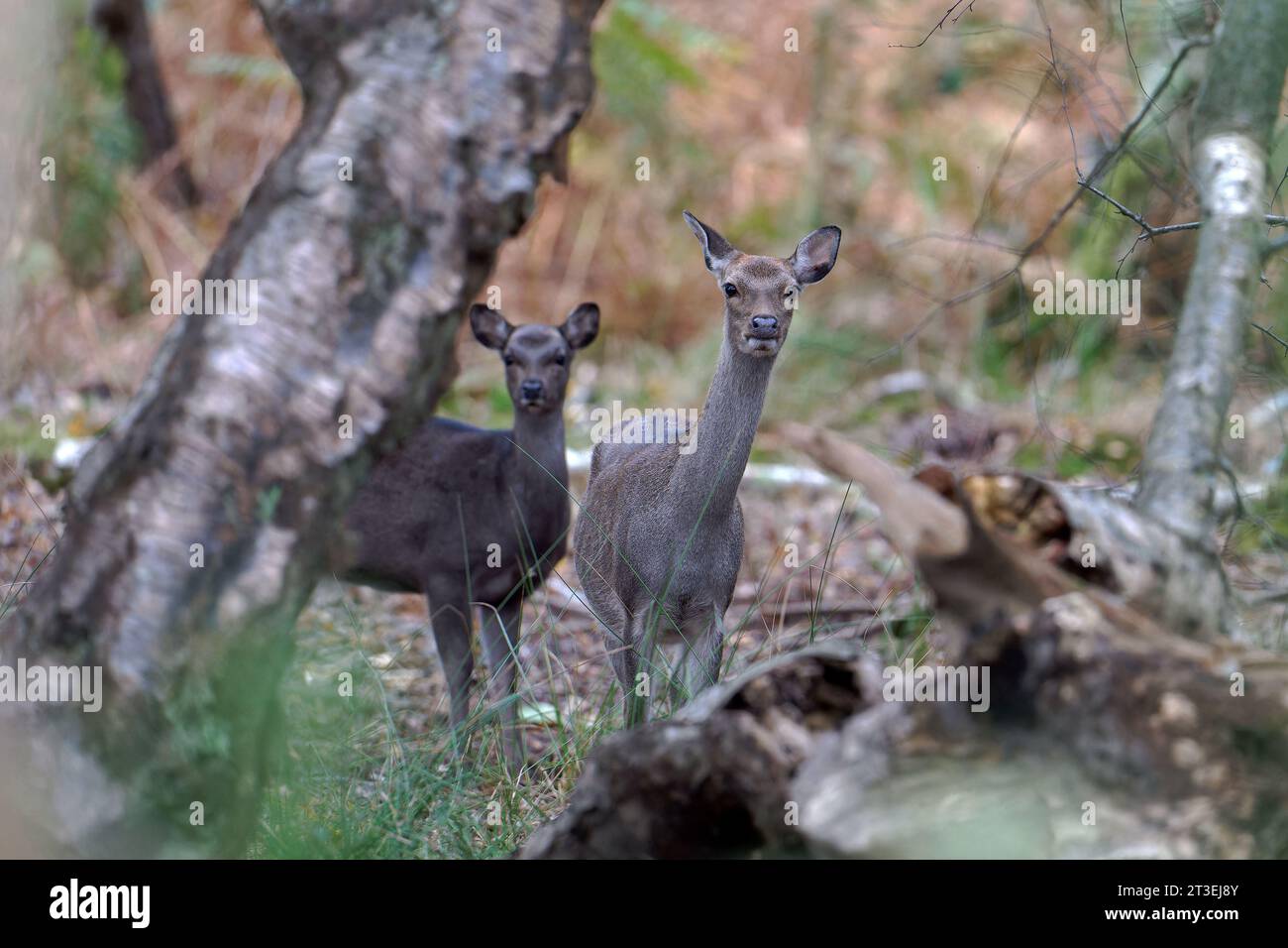 Pair Of Sika Deer (hinds)- Cervus Nippon Stock Photo - Alamy