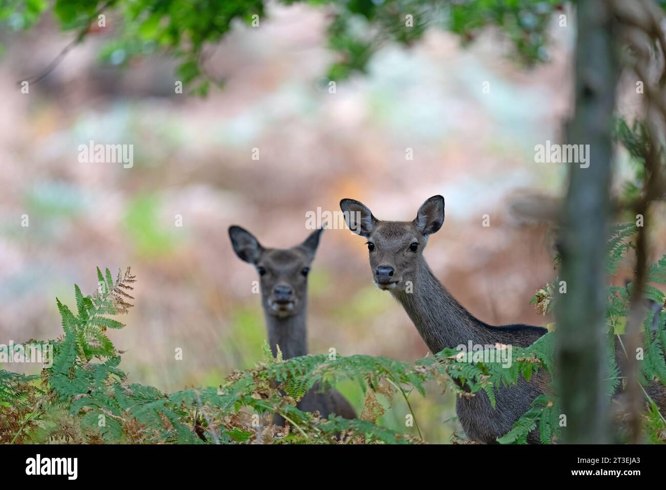 Pair of Sika Deer hinds- Cervus Nippon Stock Photo - Alamy