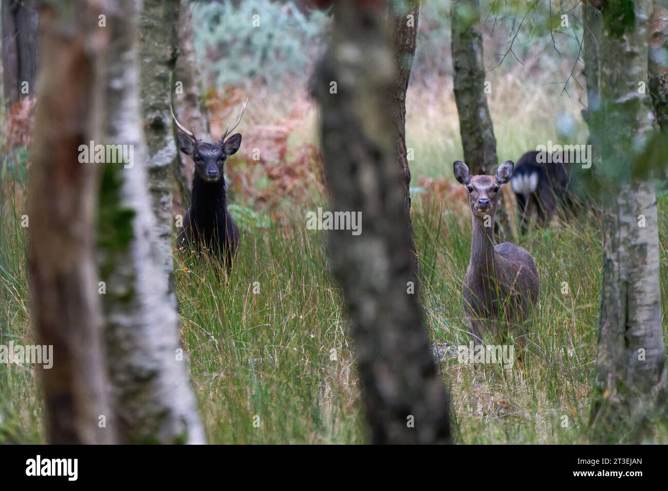 Pair Of Sika Deer (Stag and hind)- Cervus Nippon Stock Photo - Alamy