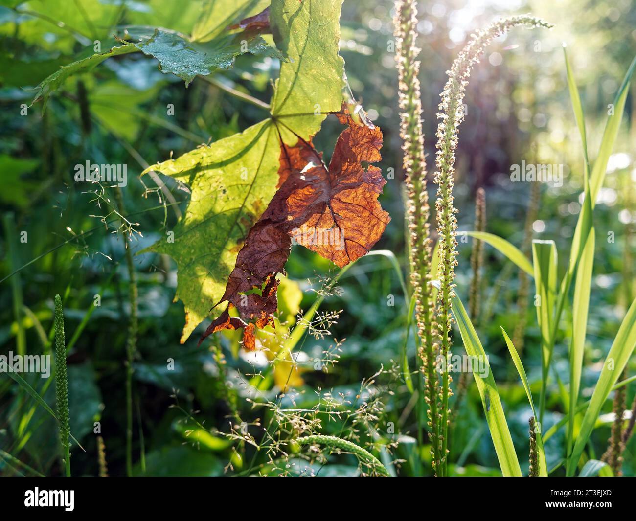 Last years leaves hanging hi-res stock photography and images - Alamy