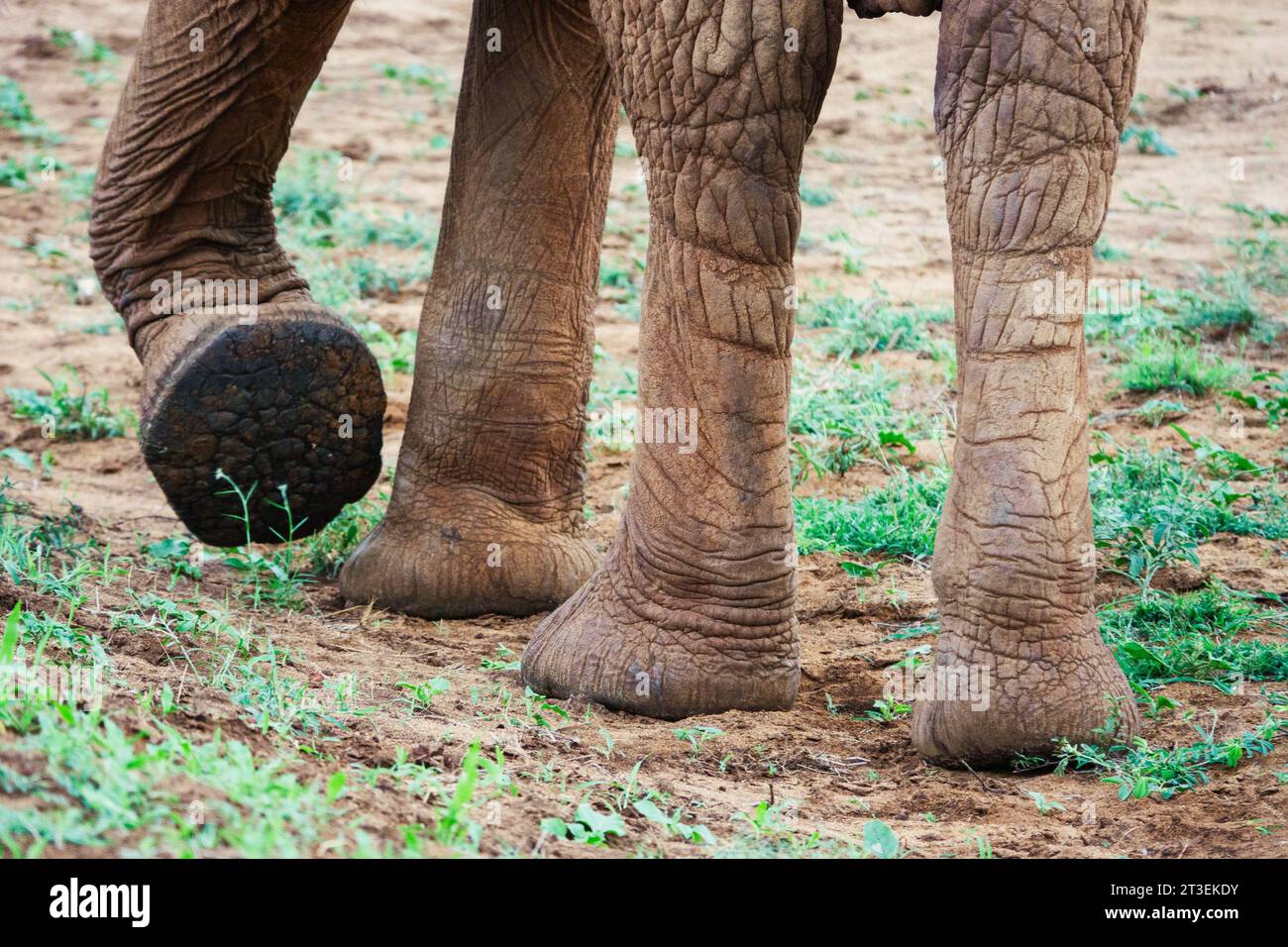 Elephant toe hi-res stock photography and images - Alamy