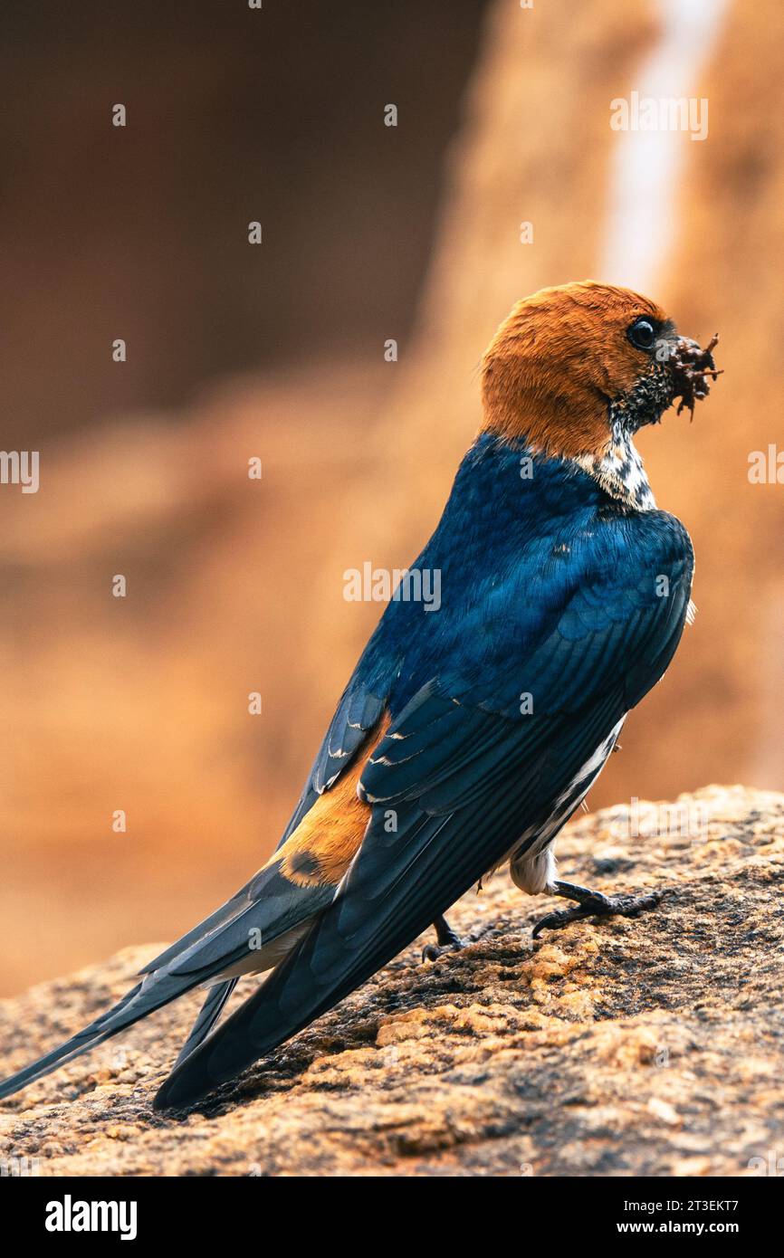 A sparrow bird carrying mud for nesting at Tsavo East National Park in ...