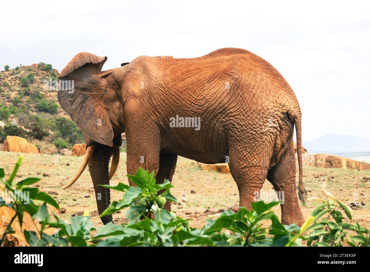 Close up of backside of African Elephants ear latticed with blood ...