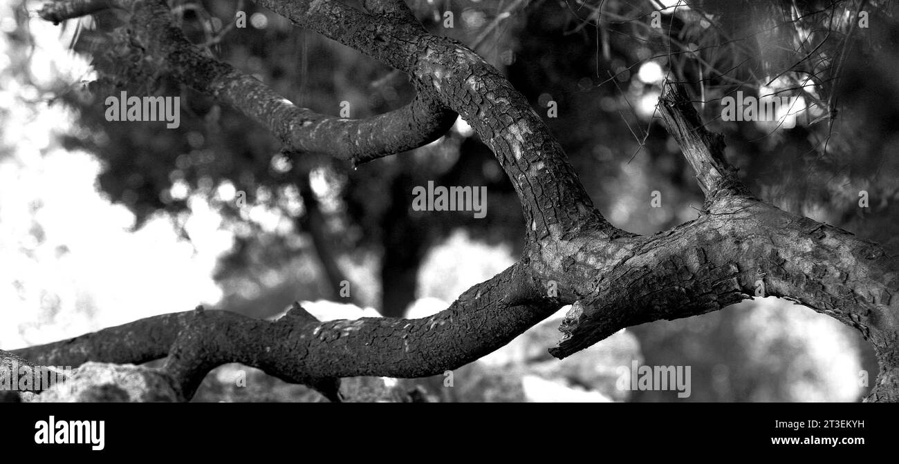 Leaned on tree trunk hi-res stock photography and images - Alamy