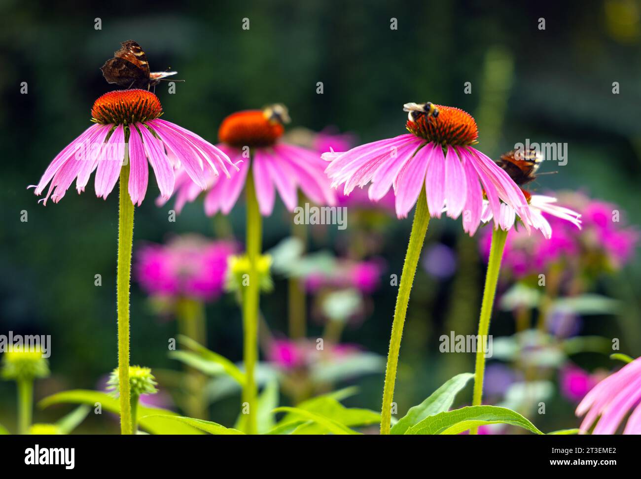 Eastern purple coneflower - latin Echinacea purpurea - also known as ...