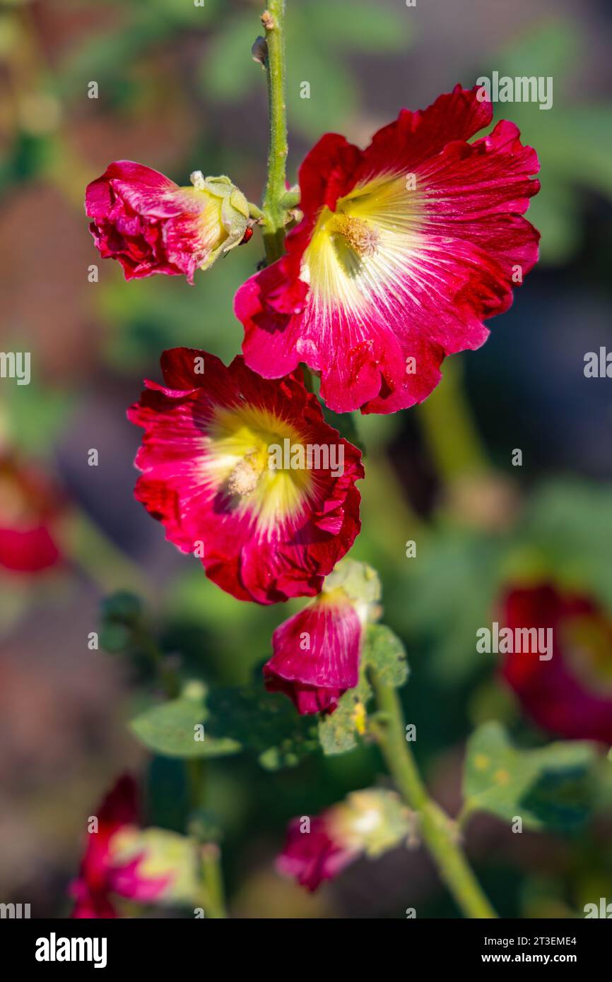 Common hollyhock - latin Alcea rosea - ornamental dicot flowering plant ...