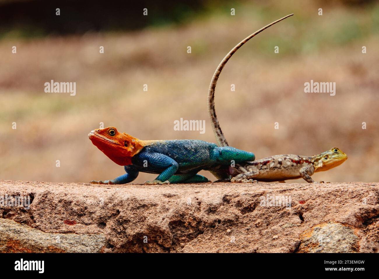 A male and a female Agama Lizards mating in the wild at Tsavo East ...
