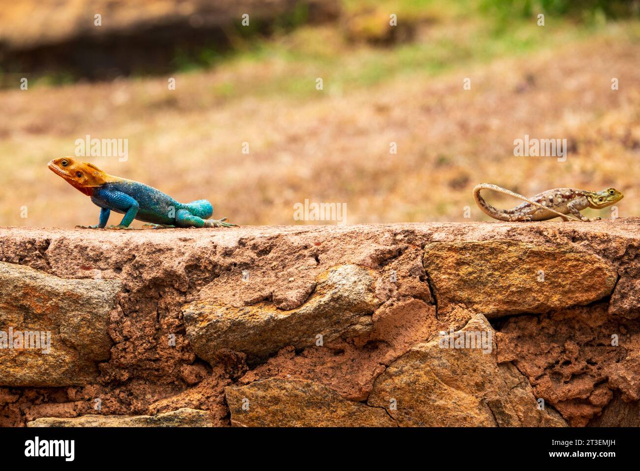 A male and female agama lizards on a rock at Tsavo East National park ...