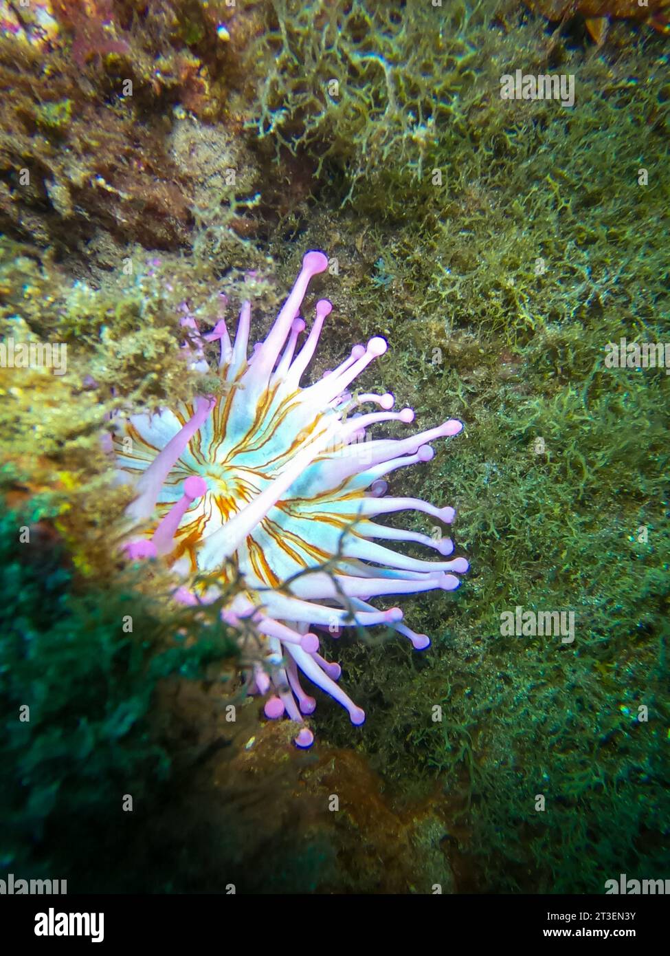 Close up of a Giant Anemone (Telmatactis cricoides) on a reef over a ...
