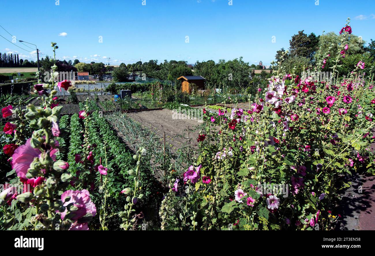 Linselles hi-res stock photography and images - Alamy