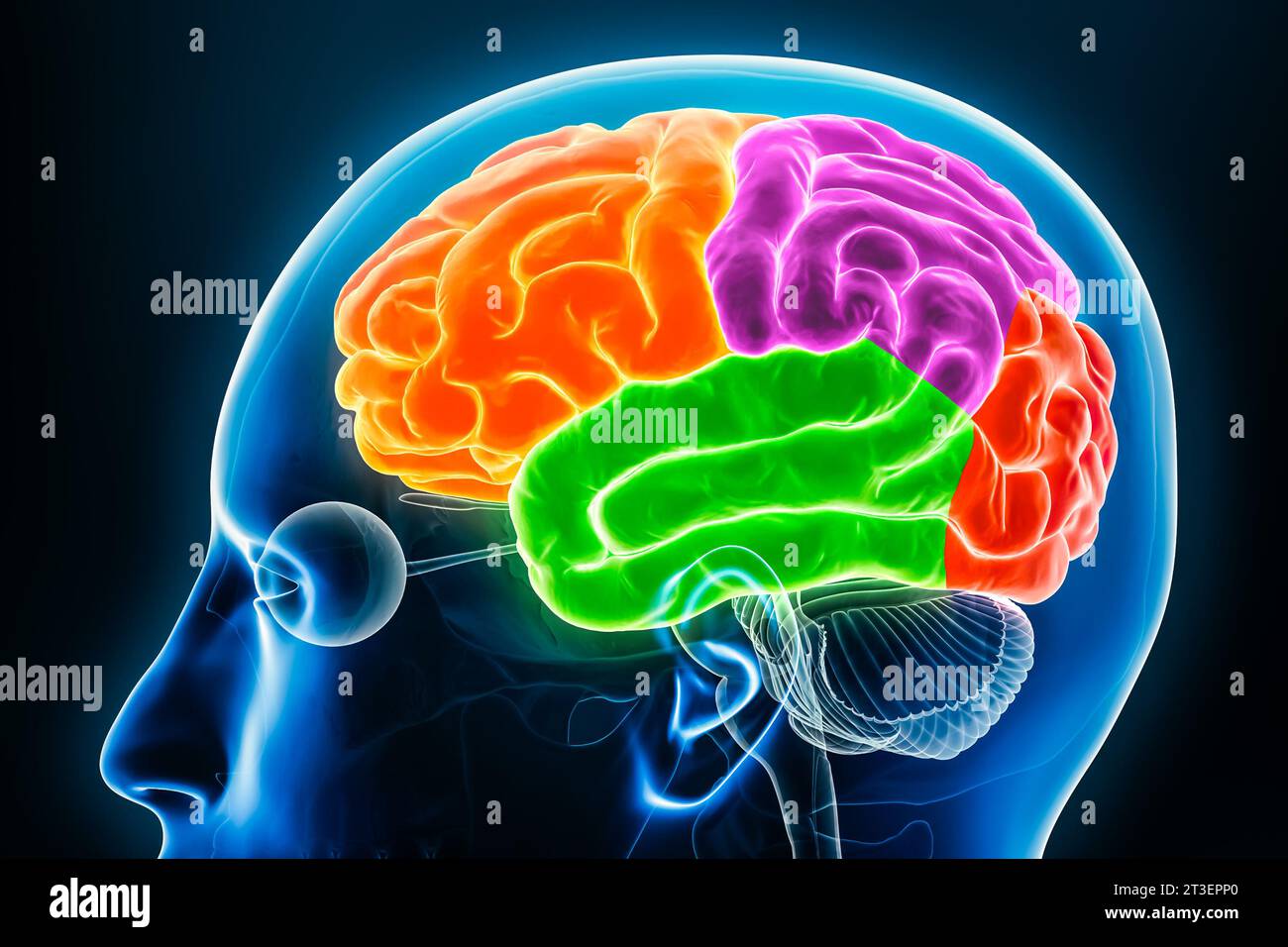 Human brain anatomy hi-res stock photography and images - Alamy