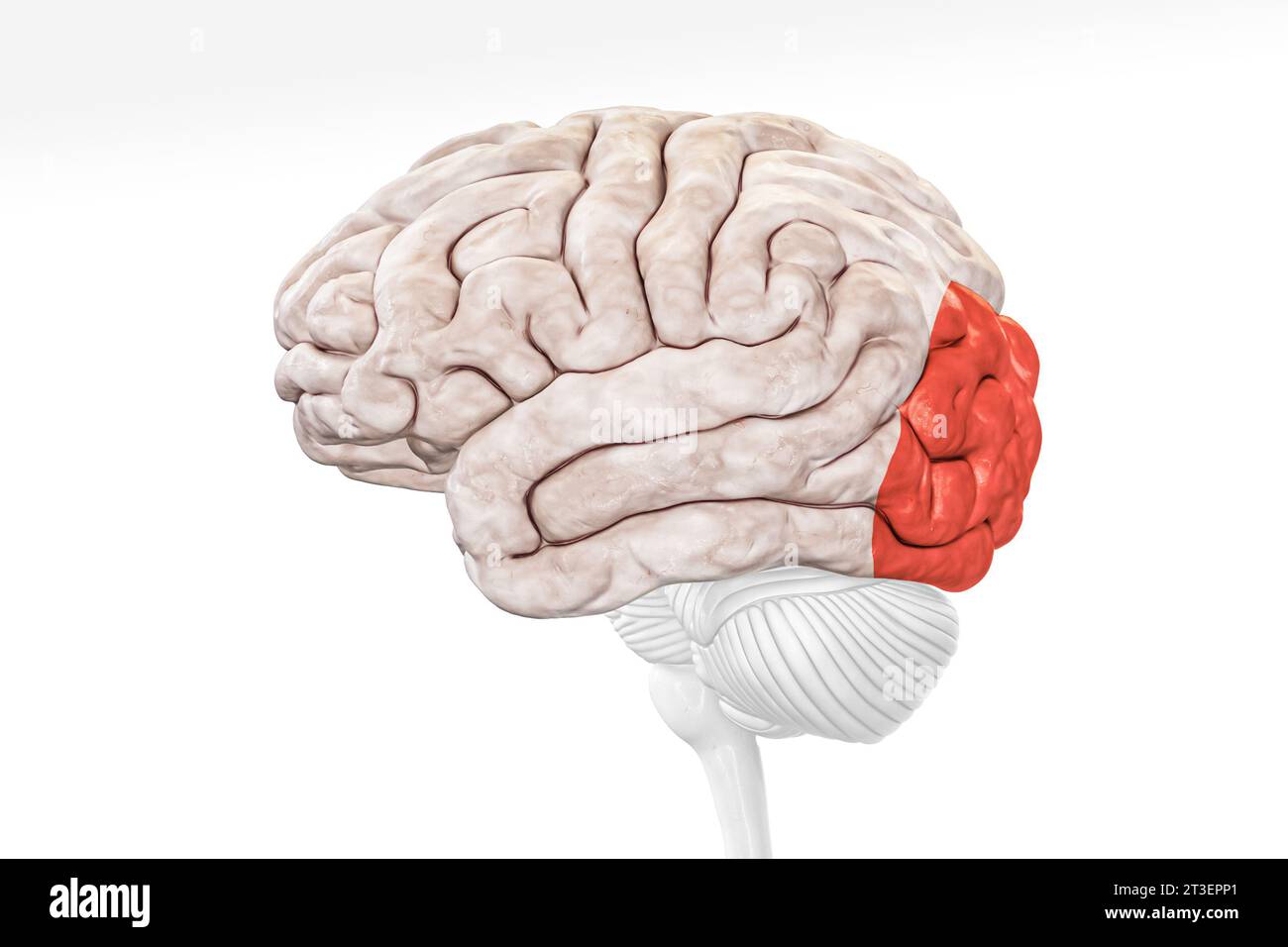 Cerebral cortex occipital lobe in red color profile view isolated on ...