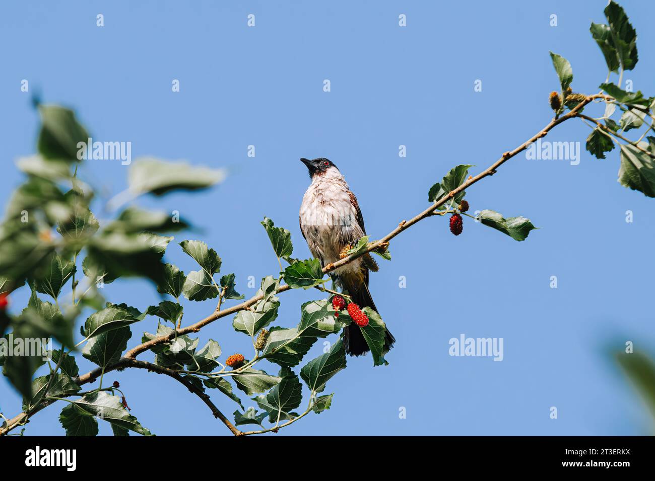 The Sooty-Headed Bulbul bird is a member of the Pycnonotidae family ...