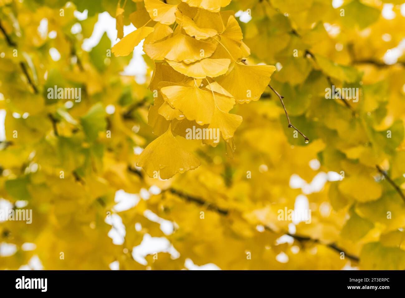 Autumn leaves after the rain. Fall tree background Stock Photo - Alamy
