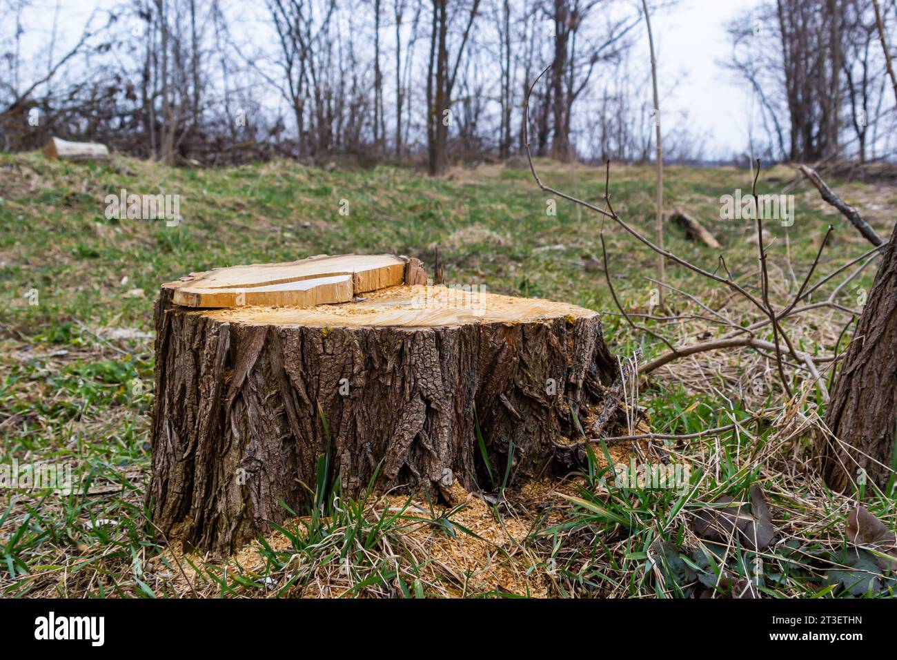 A tree stump in a spring forest, ecological problems associated with deforestation Stock Photo ...