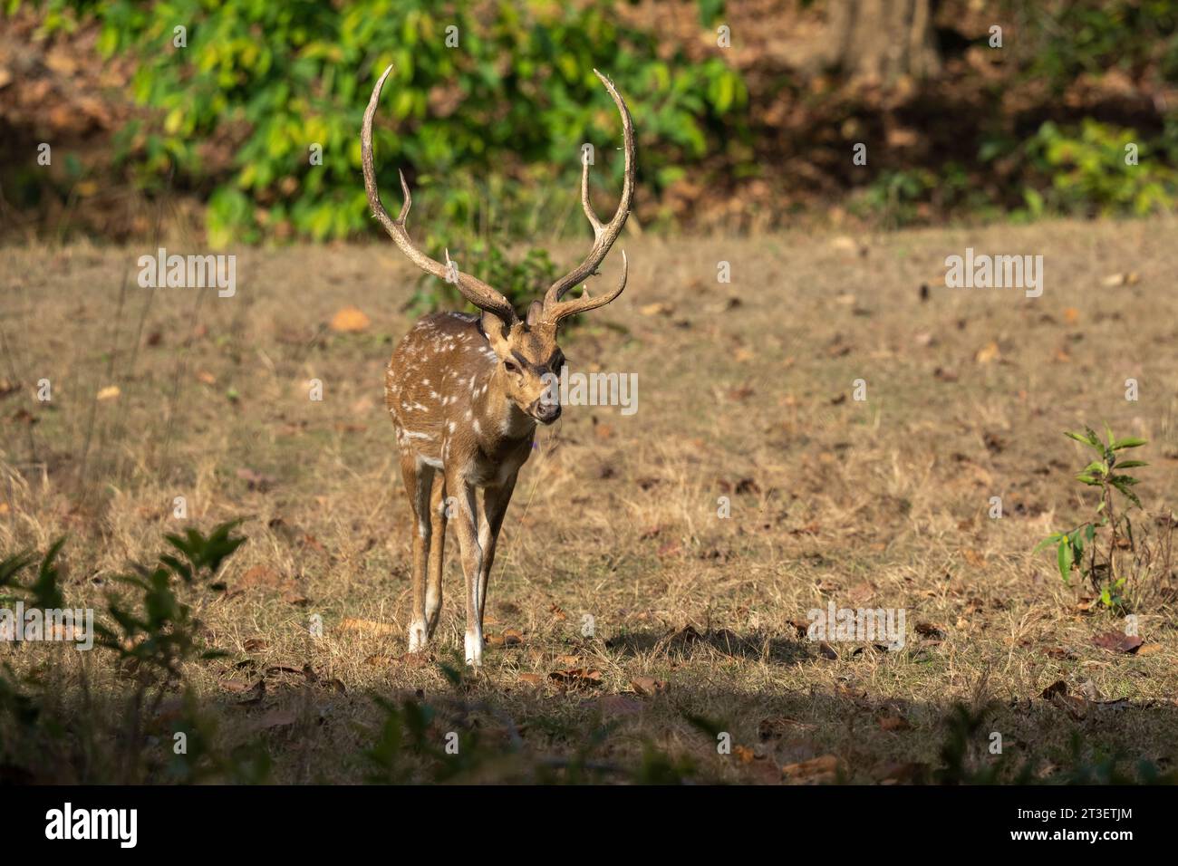 Axis Deer (Cervus axis), Bandhavgarh National Park, India Stock Photo ...