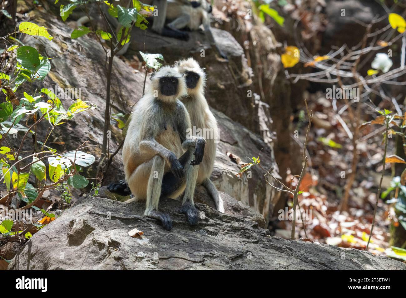 Common Langur (Semnopithecus Entellus), Bandhavgarh National Park ...