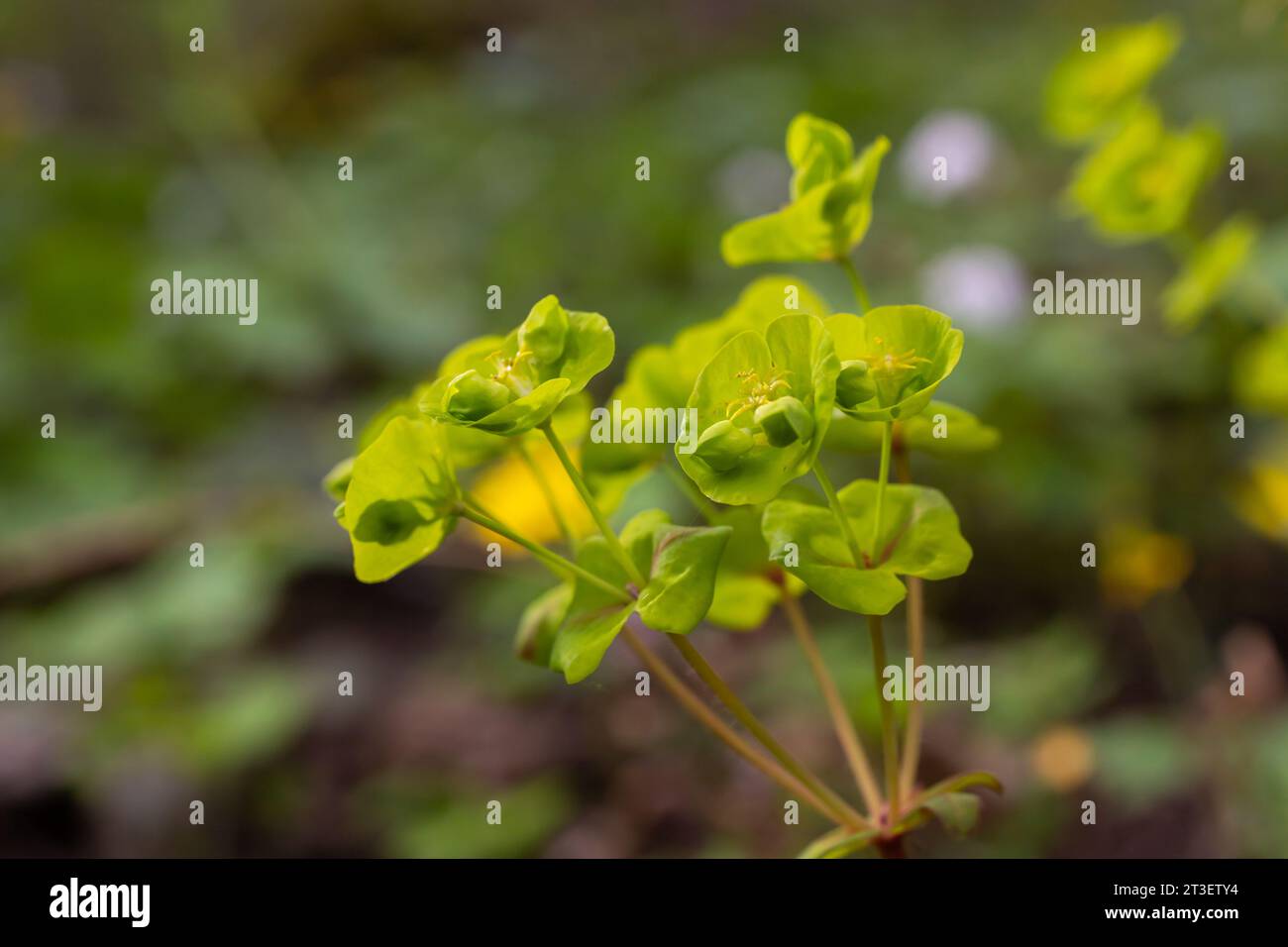 Close up of the yellow flowers of Cypress spurge Euphorbia cyparissias ...