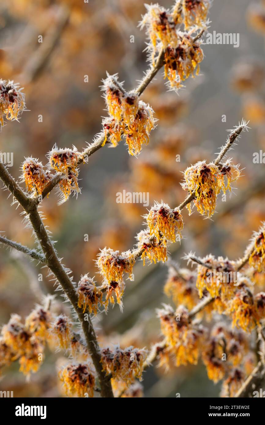 Hamamelis x intermedia Vesna, witch hazel Vesna, deciduous winter ...