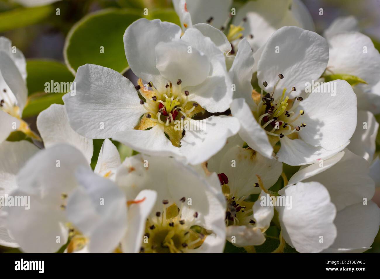 Pear tree flowers up close. white flowers and buds of the fruit tree ...