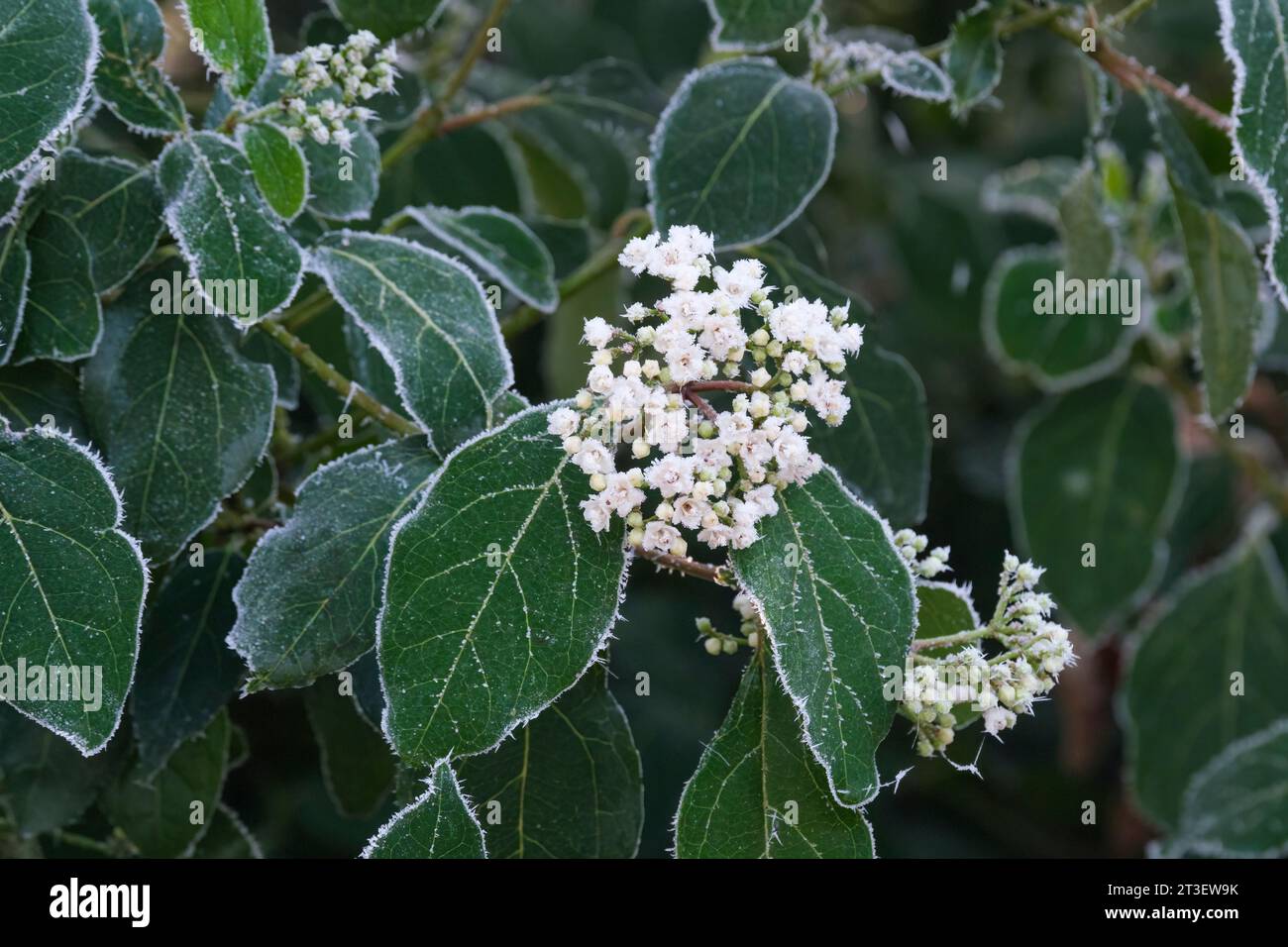 Viburnum tinus Israel, Laurestine, evergreen shrub, Flat head of small ...