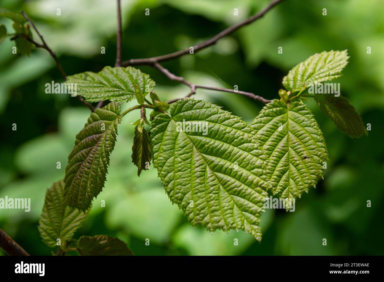 Fresh green Hazel leaves close up on branch of tree in spring with ...