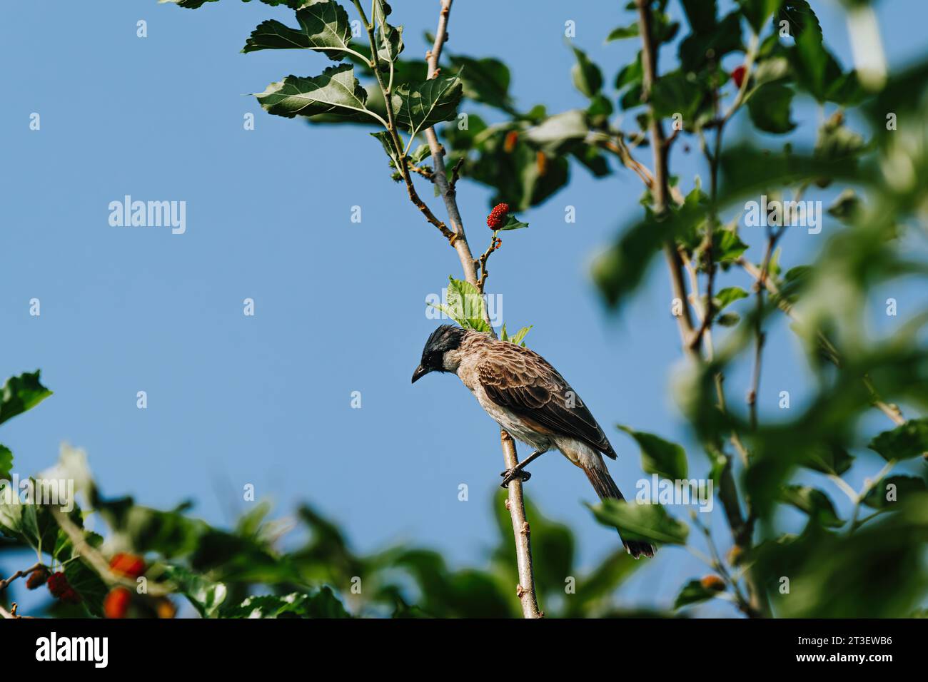 The Sooty-Headed Bulbul bird is a member of the Pycnonotidae family and ...