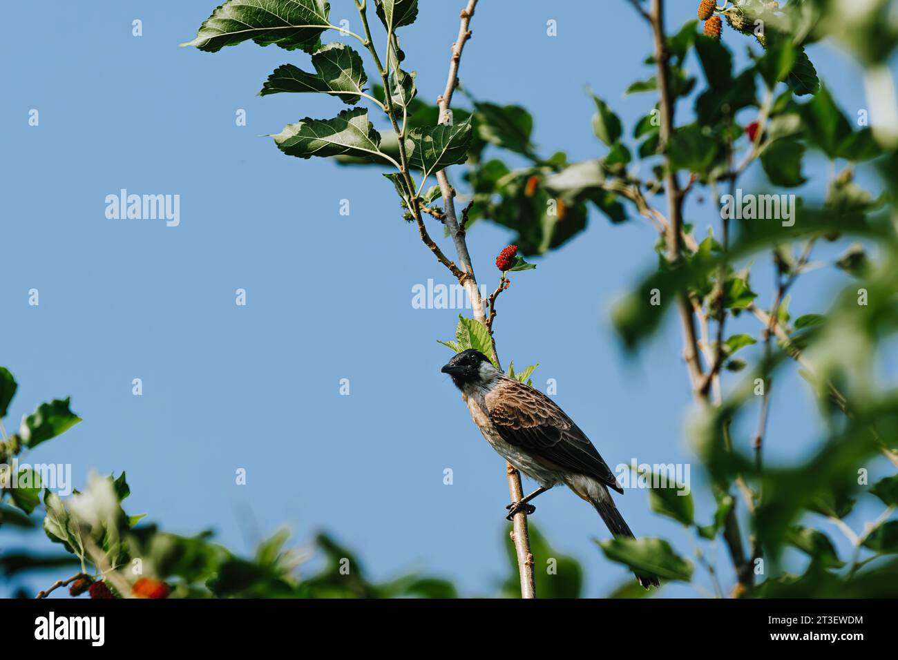 The Sooty-Headed Bulbul bird is a member of the Pycnonotidae family and ...