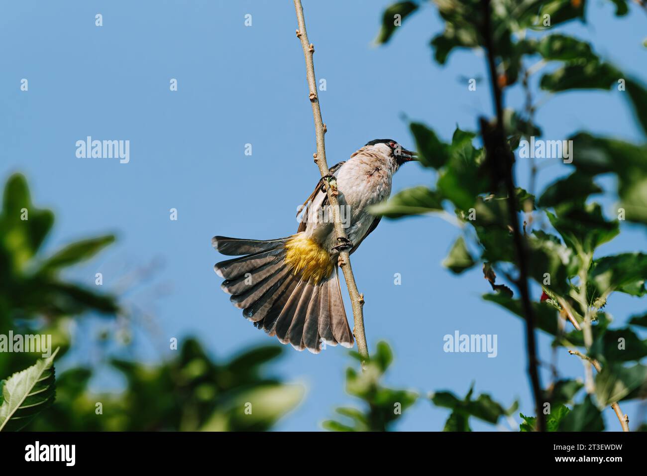 The Sooty-Headed Bulbul bird is a member of the Pycnonotidae family and ...