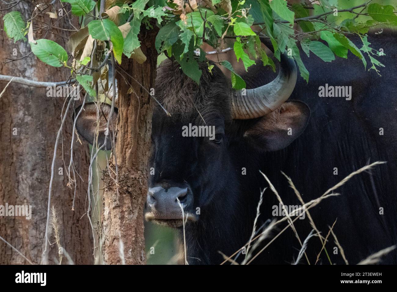 Indian Gaur (Bos gaurus), Bandhavgarh National Park, India Stock Photo ...