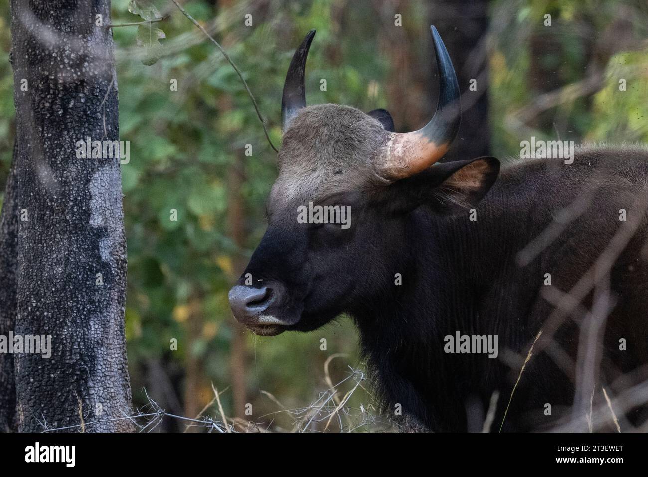 Indian Gaur (Bos gaurus), Bandhavgarh National Park, India Stock Photo ...