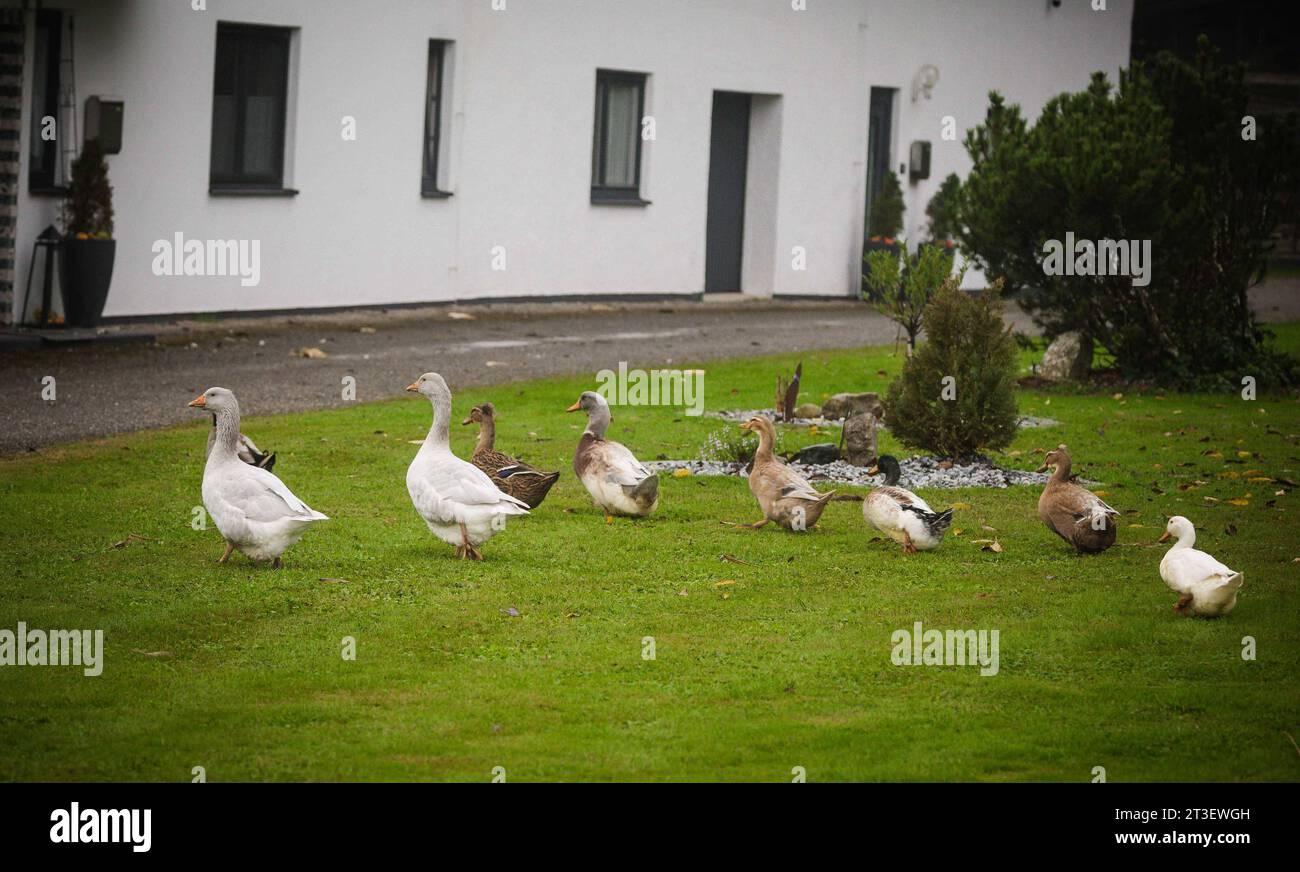 23.10.2023, Ranshofen, AUT, Unterwegs in der Oberösterreich, Themenbild ...