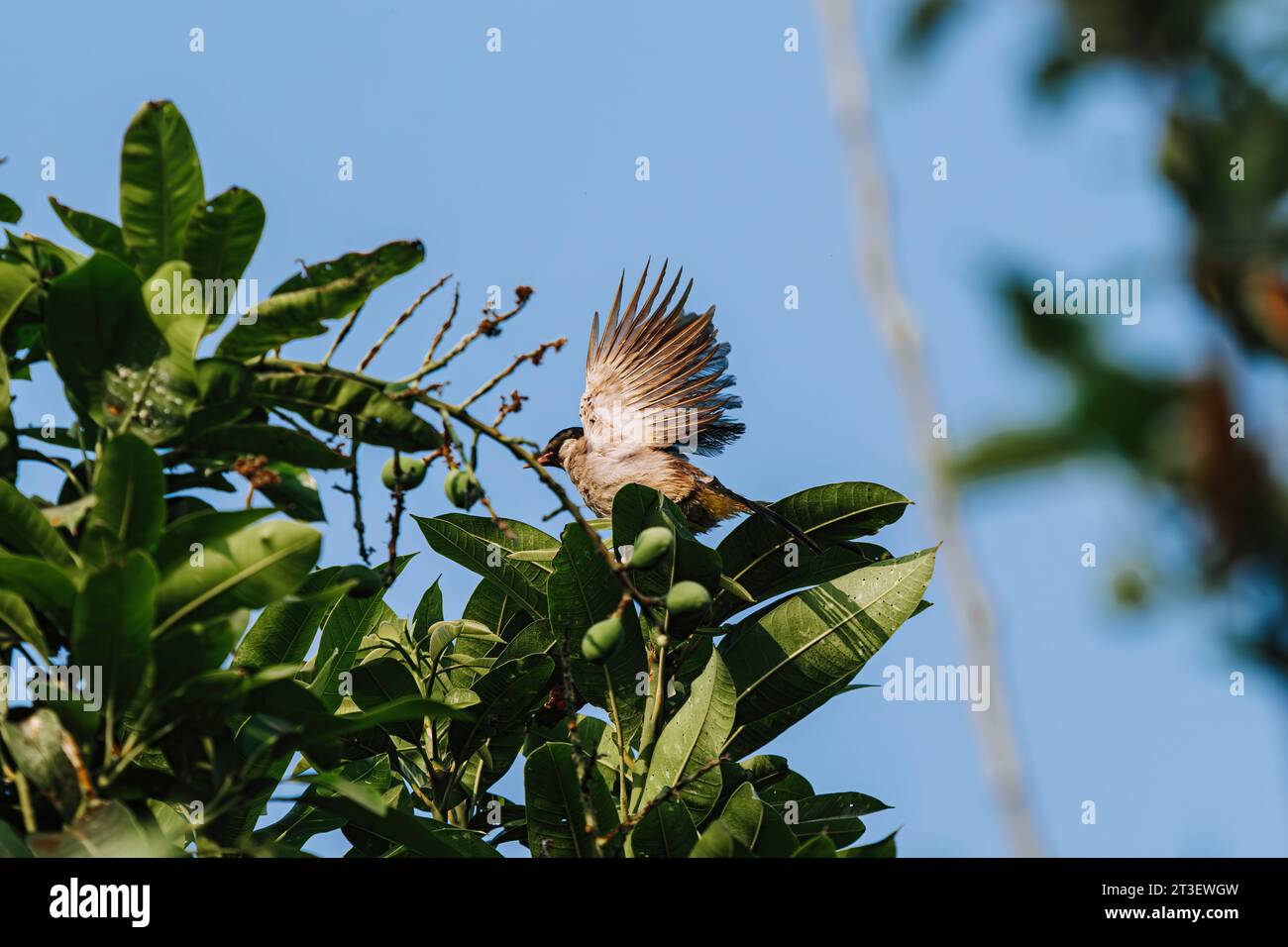 The Sooty-Headed Bulbul bird is a member of the Pycnonotidae family and ...