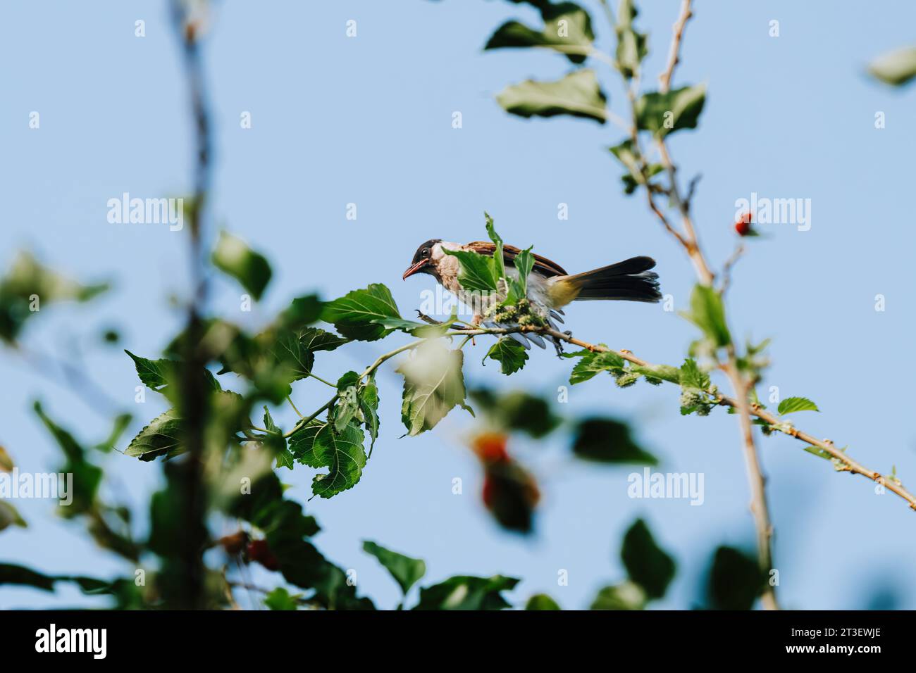 The Sooty-Headed Bulbul bird is a member of the Pycnonotidae family and ...