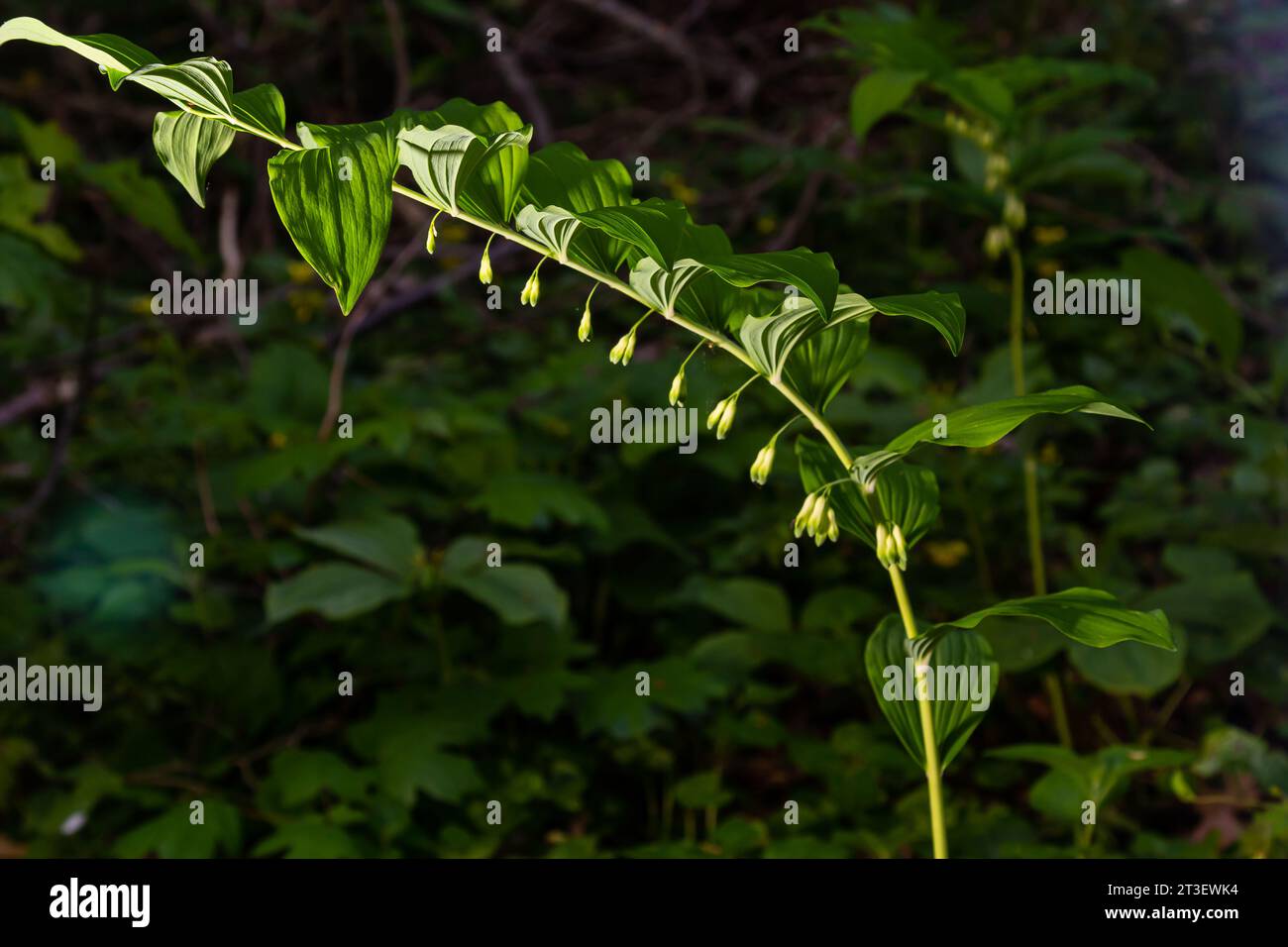 Polygonatum multiflorum, the Solomon's seal, David's harp, ladder-to ...