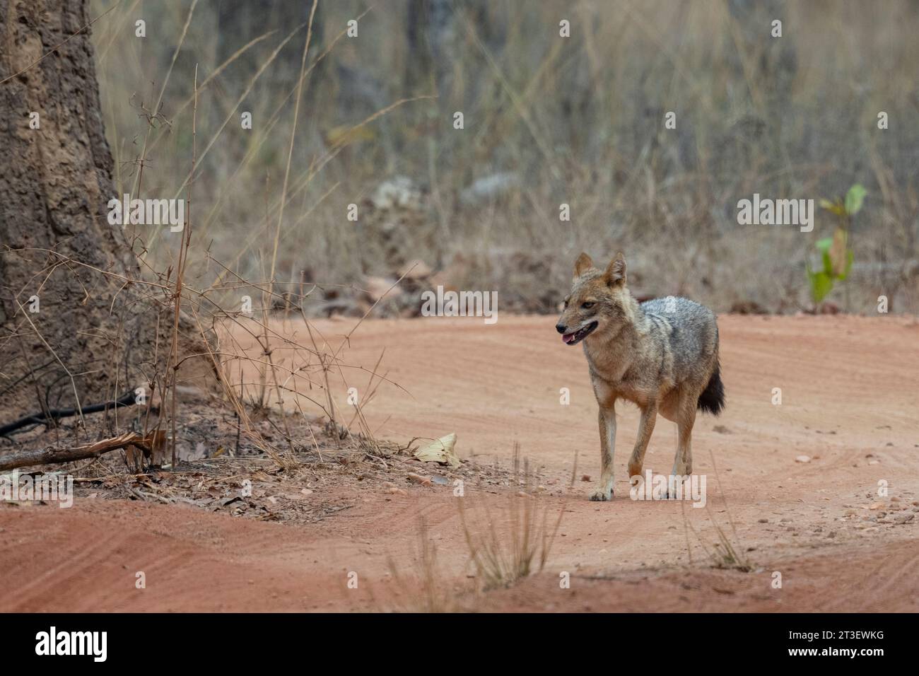Asiatic Jackal (Canis Aureus), Bandhavgarh National Park, India Stock Photo - Alamy