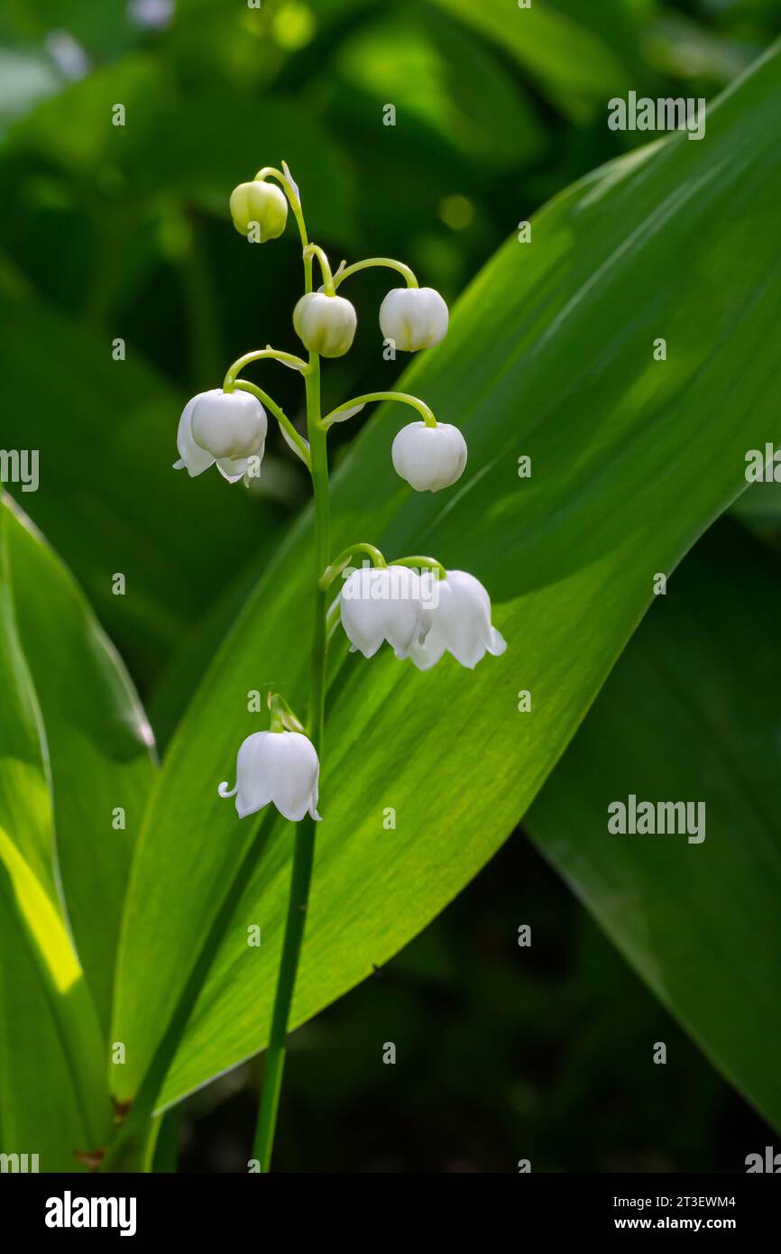 Lily of the Valley flowers Convallaria majalis with tiny white bells ...