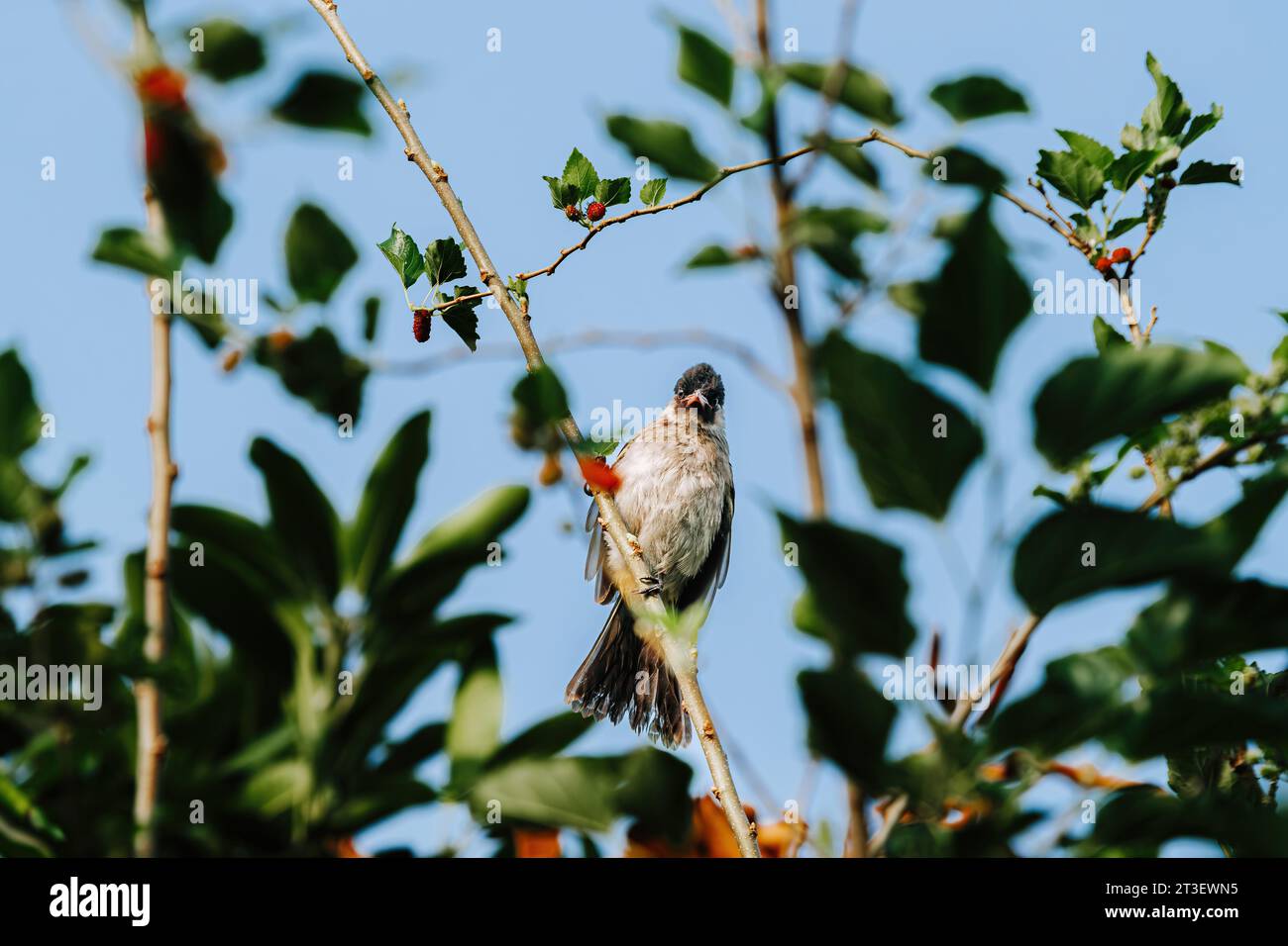 The Sooty-Headed Bulbul bird is a member of the Pycnonotidae family and ...