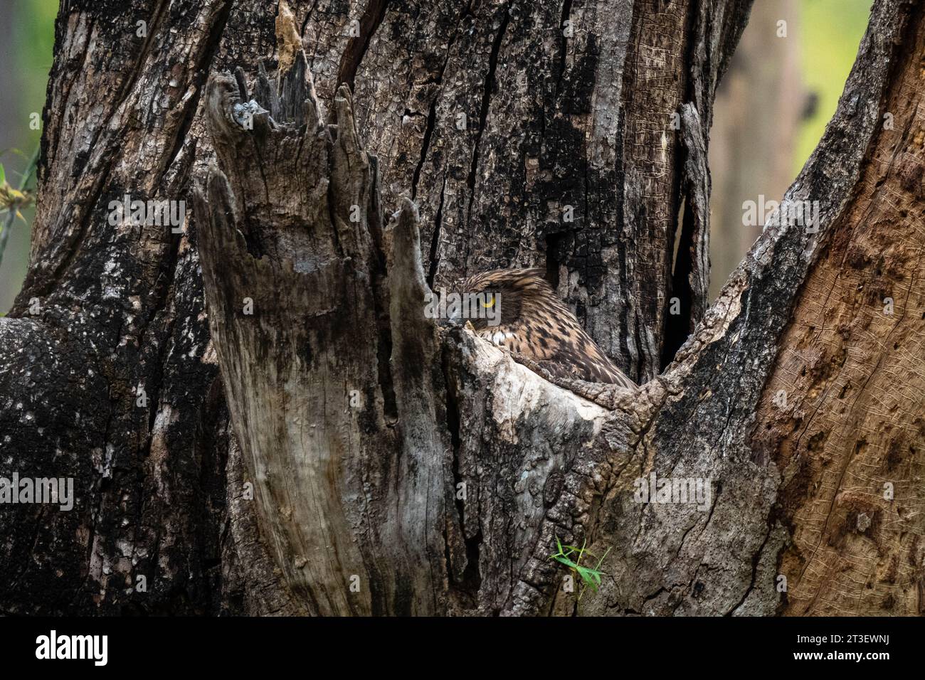 Indian scops owl (Otus bakkamoena), Bandhavgarh National Park, India ...