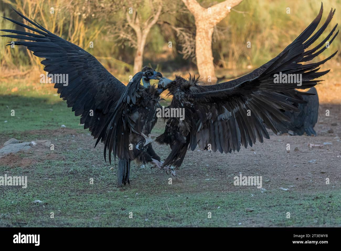 Two black vultures engaging in a territorial dispute, facing off beak ...