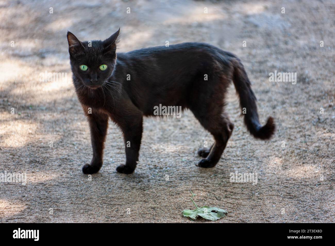 Cat full body hi-res stock photography and images - Alamy