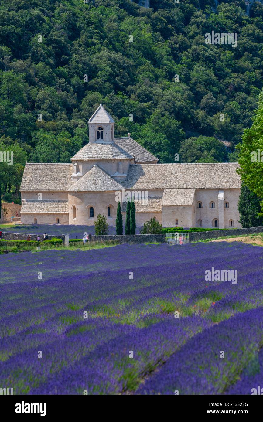 Senanque Abbey Gordes Provence Lavender fields Notre-Dame de Senanque ...