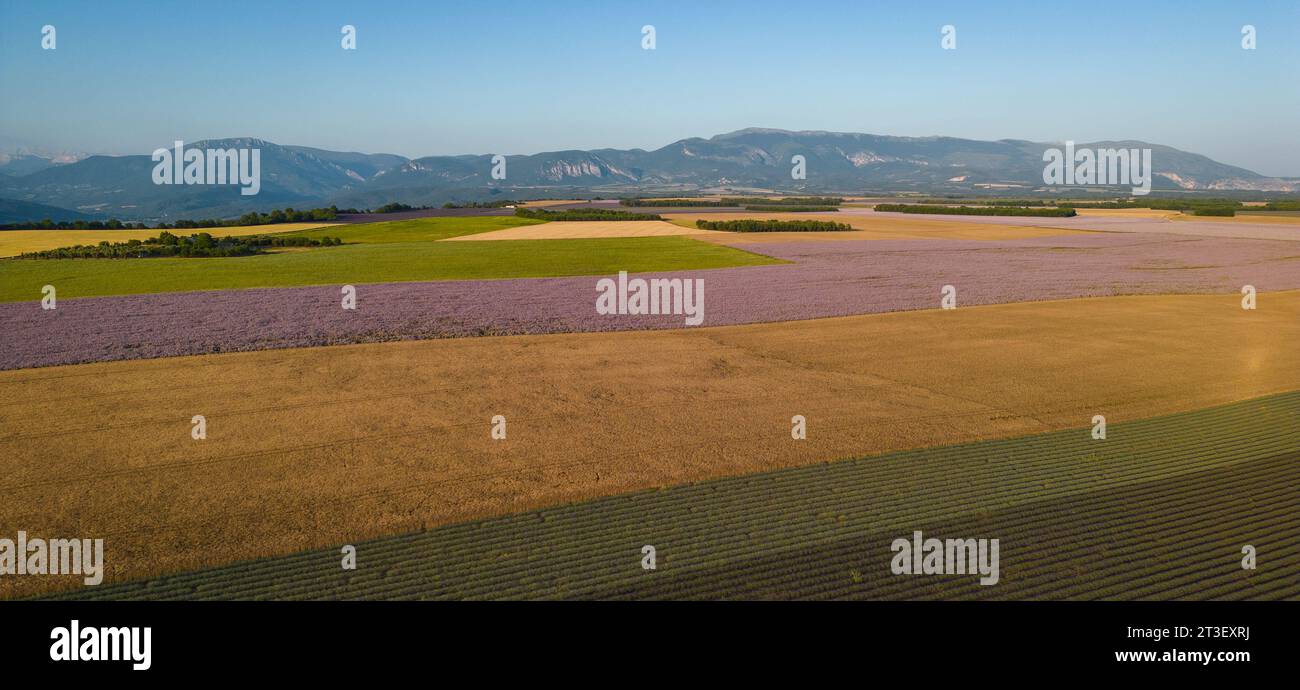 Aerial view of lavender fields in valensole, france hi-res stock photography and images - Alamy
