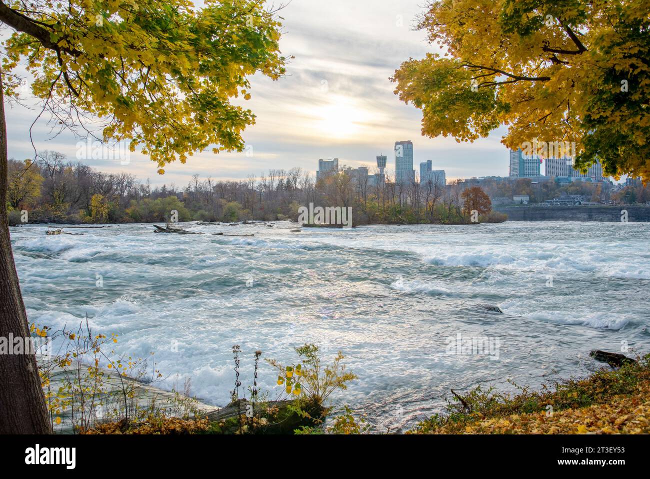 Bright yellow fall foliage autumn leaves from Goat Island, upstream ...