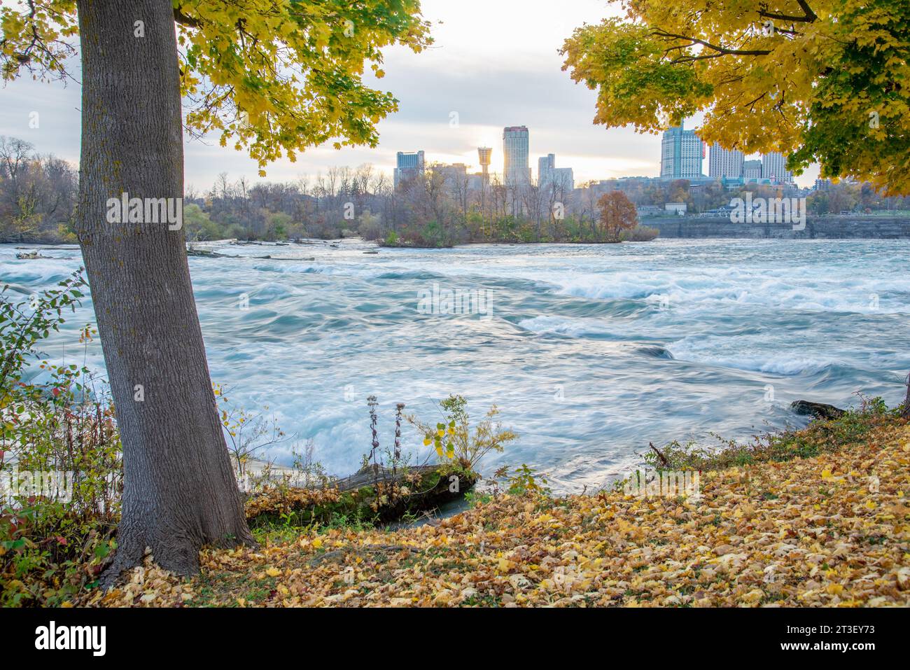 Bright yellow fall foliage autumn leaves from Goat Island, upstream ...