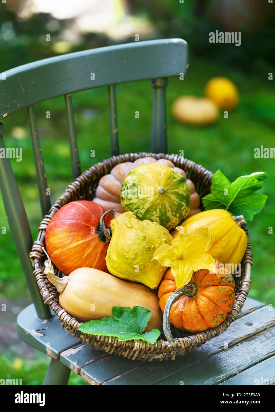 Rustic wicker basket with different varieties of pumpkins and yellow ...