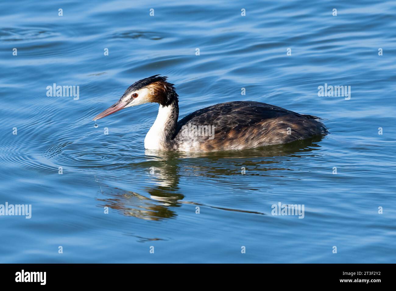 Lago di Fogliano, Italy, 12 Oct, 2023 Credit:Roberto Ramaccia/Alamy ...