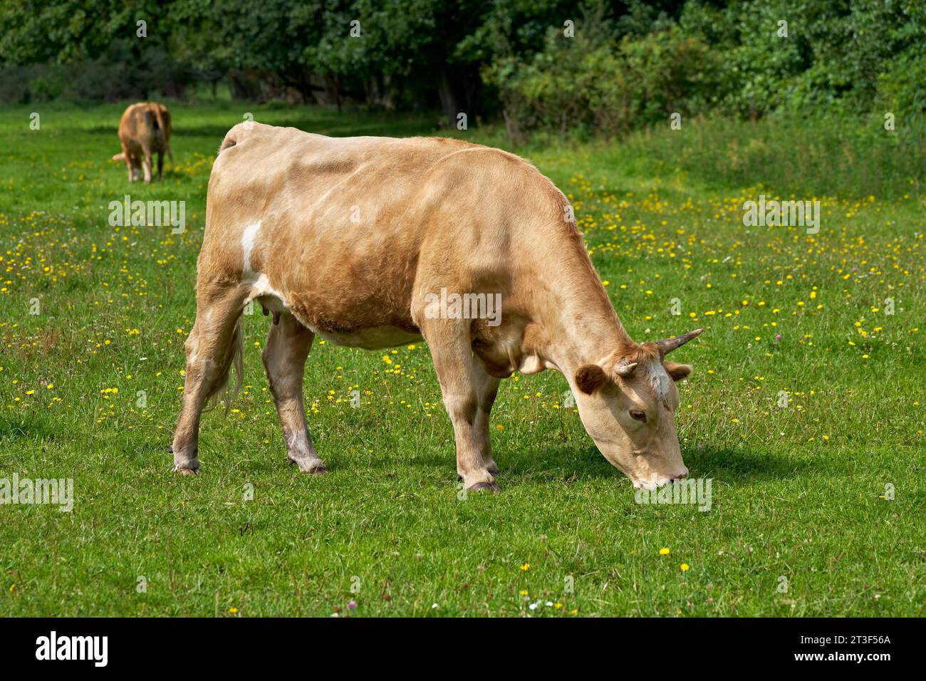 Light brown cow with horns grazes in a meadow in front of a row of ...
